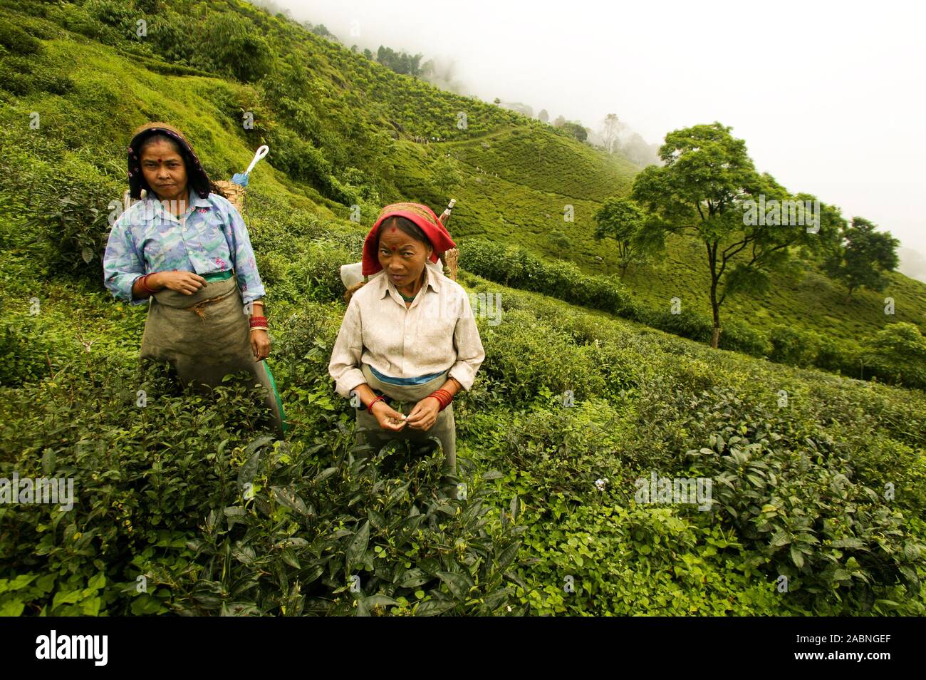 MAKAIBARI TEA ESTATES Stock Photo - Alamy
