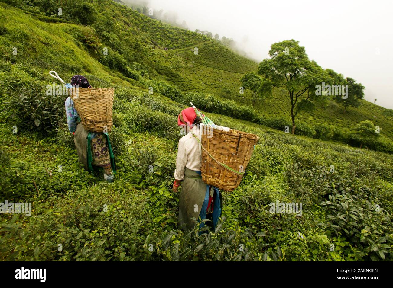 MAKAIBARI TEA ESTATES Stock Photo - Alamy