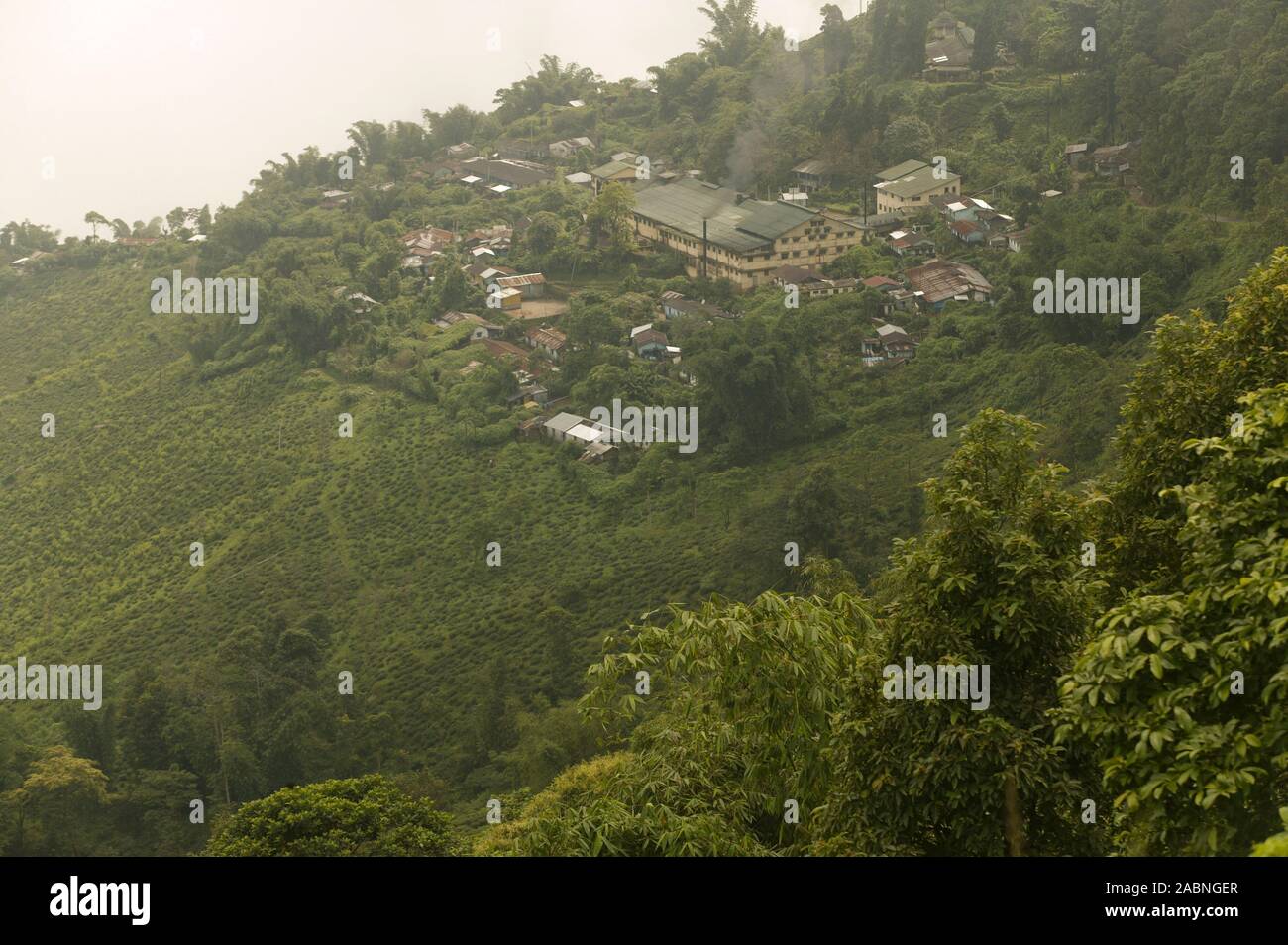 MAKAIBARI TEA ESTATES Stock Photo - Alamy
