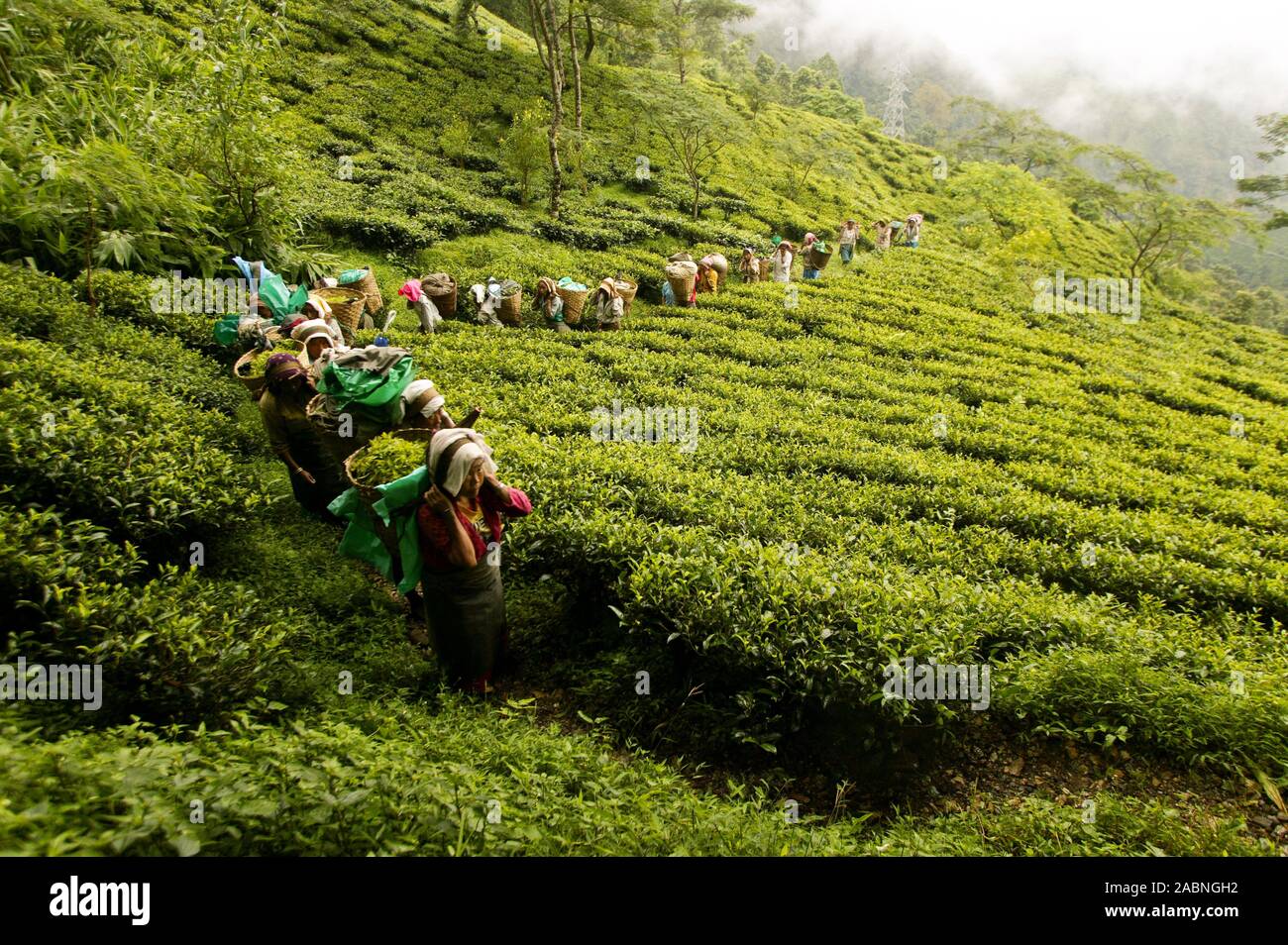 MAKAIBARI TEA ESTATES Stock Photo - Alamy