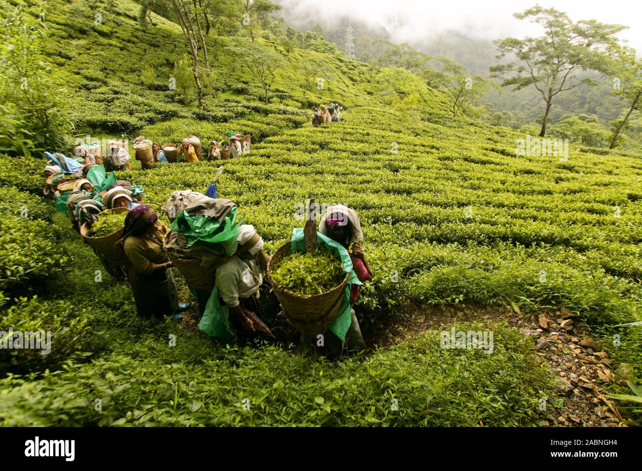 MAKAIBARI TEA ESTATES Stock Photo - Alamy