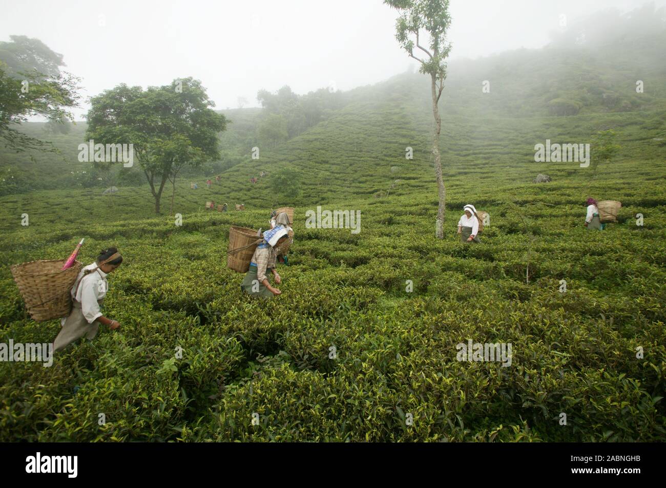 MAKAIBARI TEA ESTATES Stock Photo - Alamy