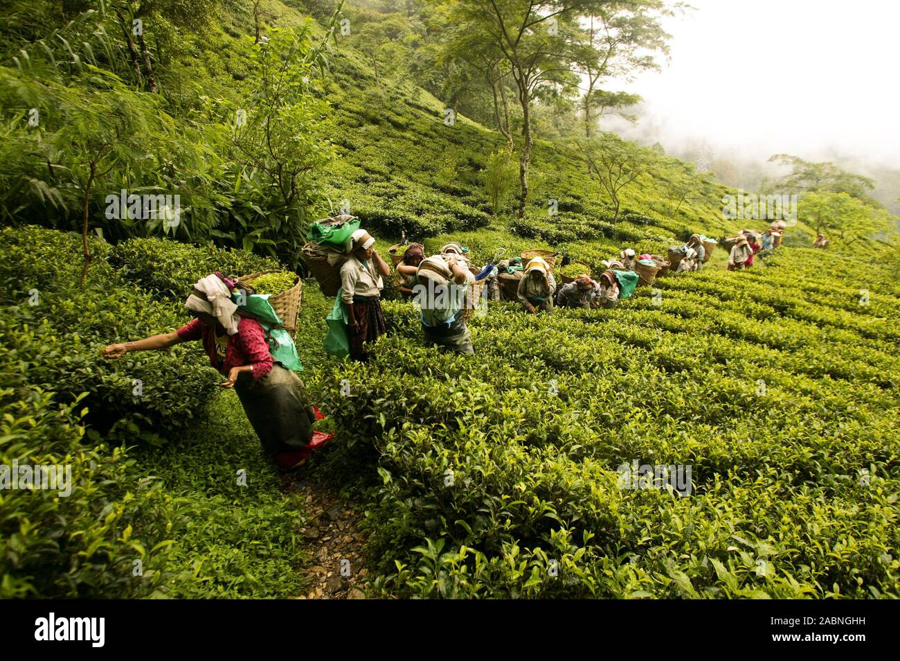 MAKAIBARI TEA ESTATES Stock Photo - Alamy