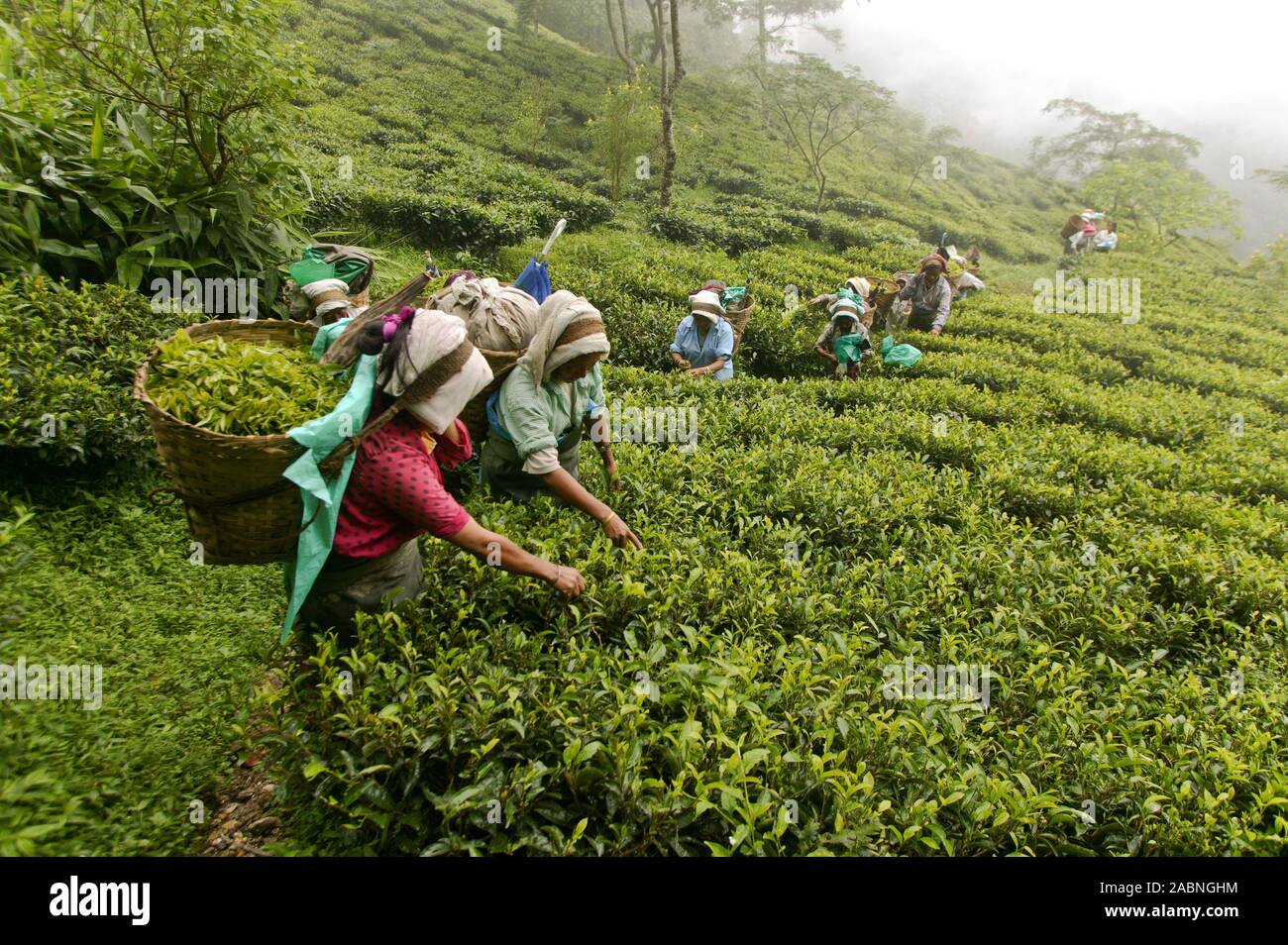 MAKAIBARI TEA ESTATES Stock Photo - Alamy