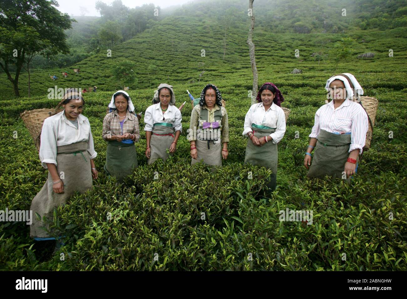 MAKAIBARI TEA ESTATES Stock Photo - Alamy