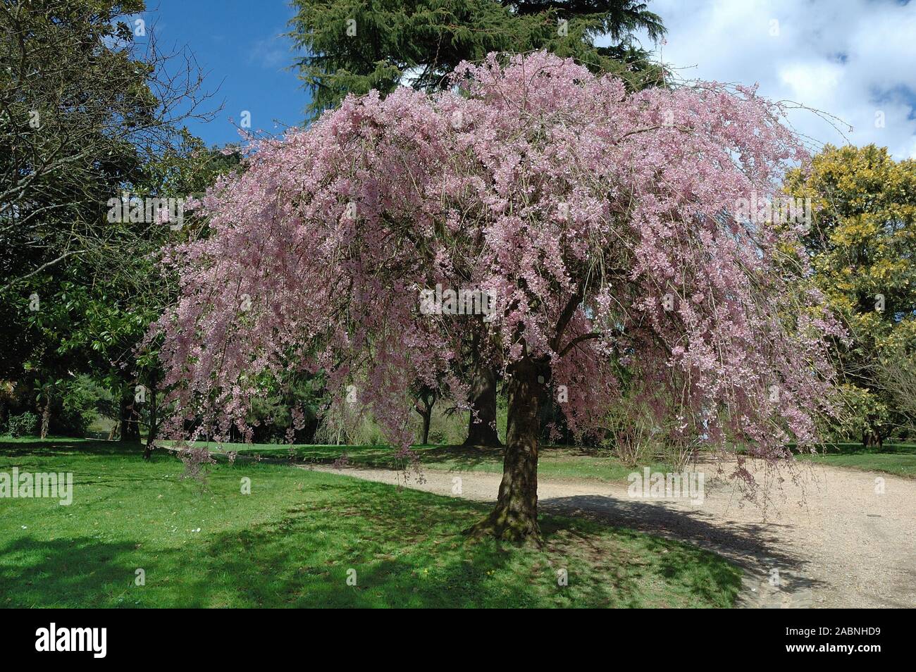 Park with pink tree Stock Photo - Alamy