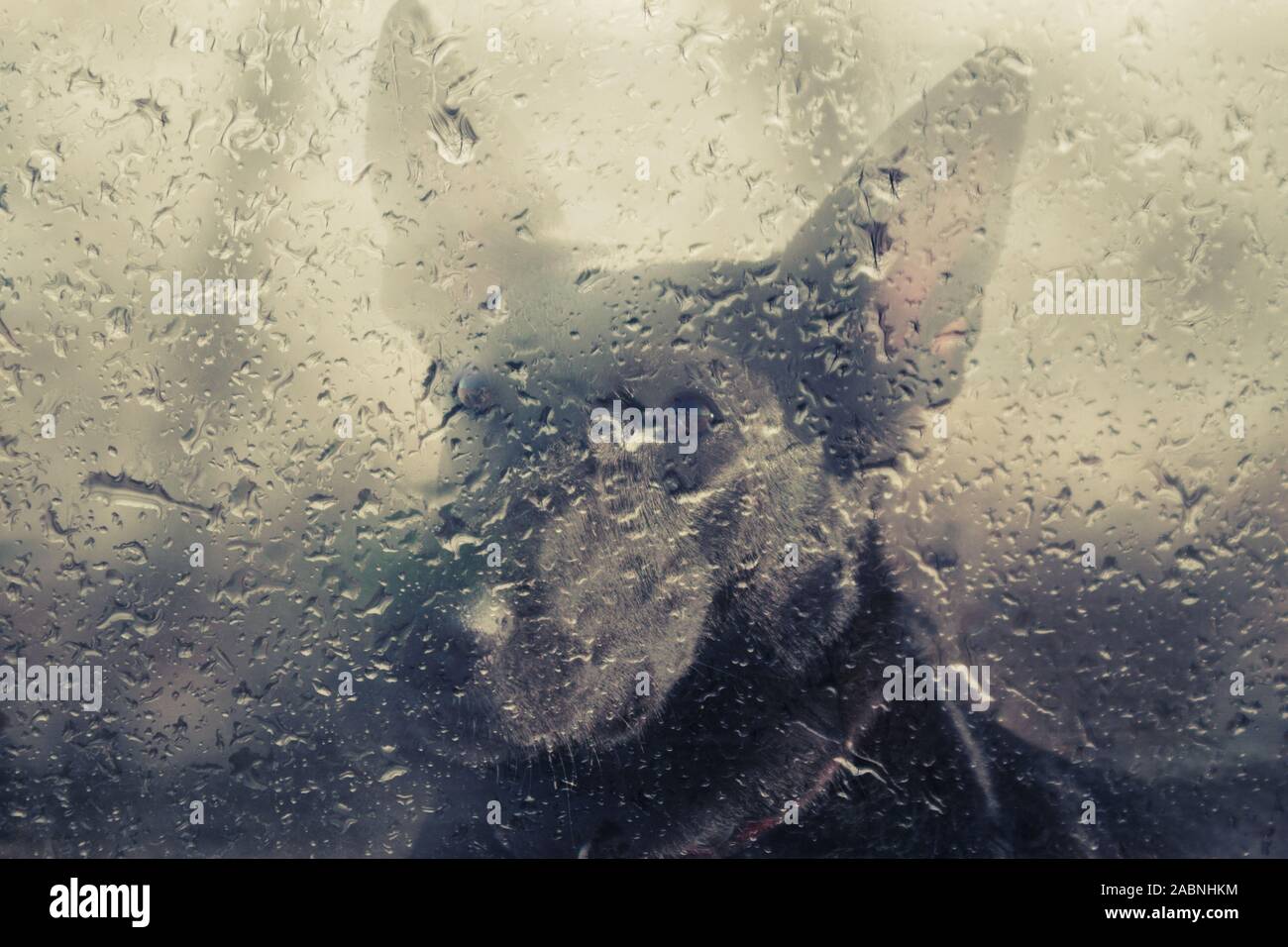 Sad dog behind wet window. Raining Stock Photo - Alamy