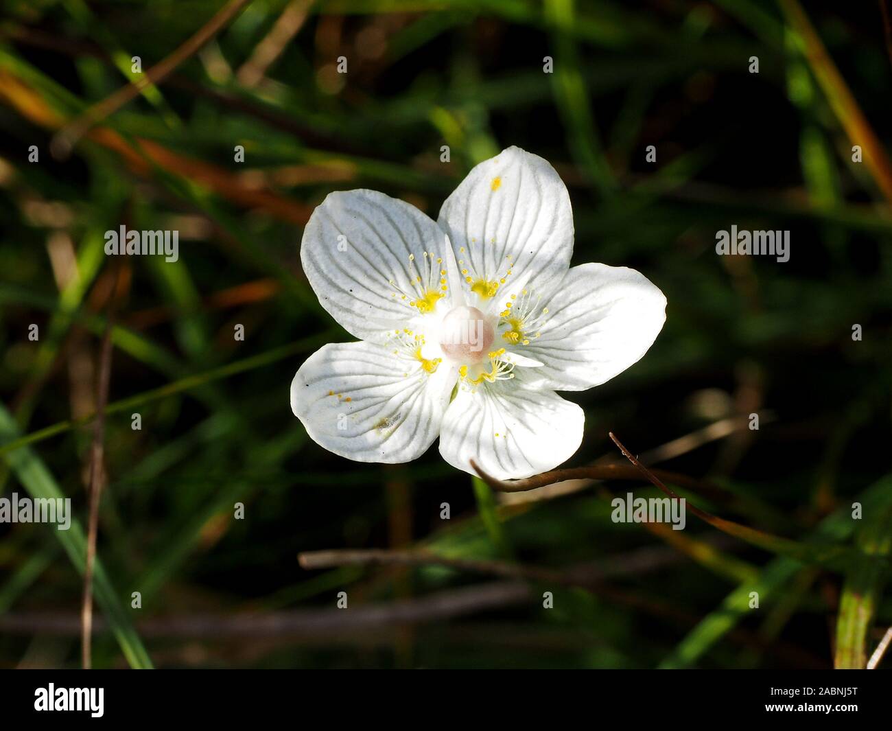 Cumbria grass of parnassus hi-res stock photography and images - Alamy
