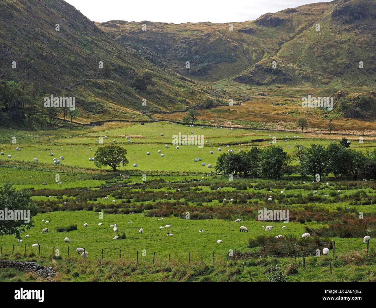 landscape view with sheep and wrapped silage bales in the valley fields ...