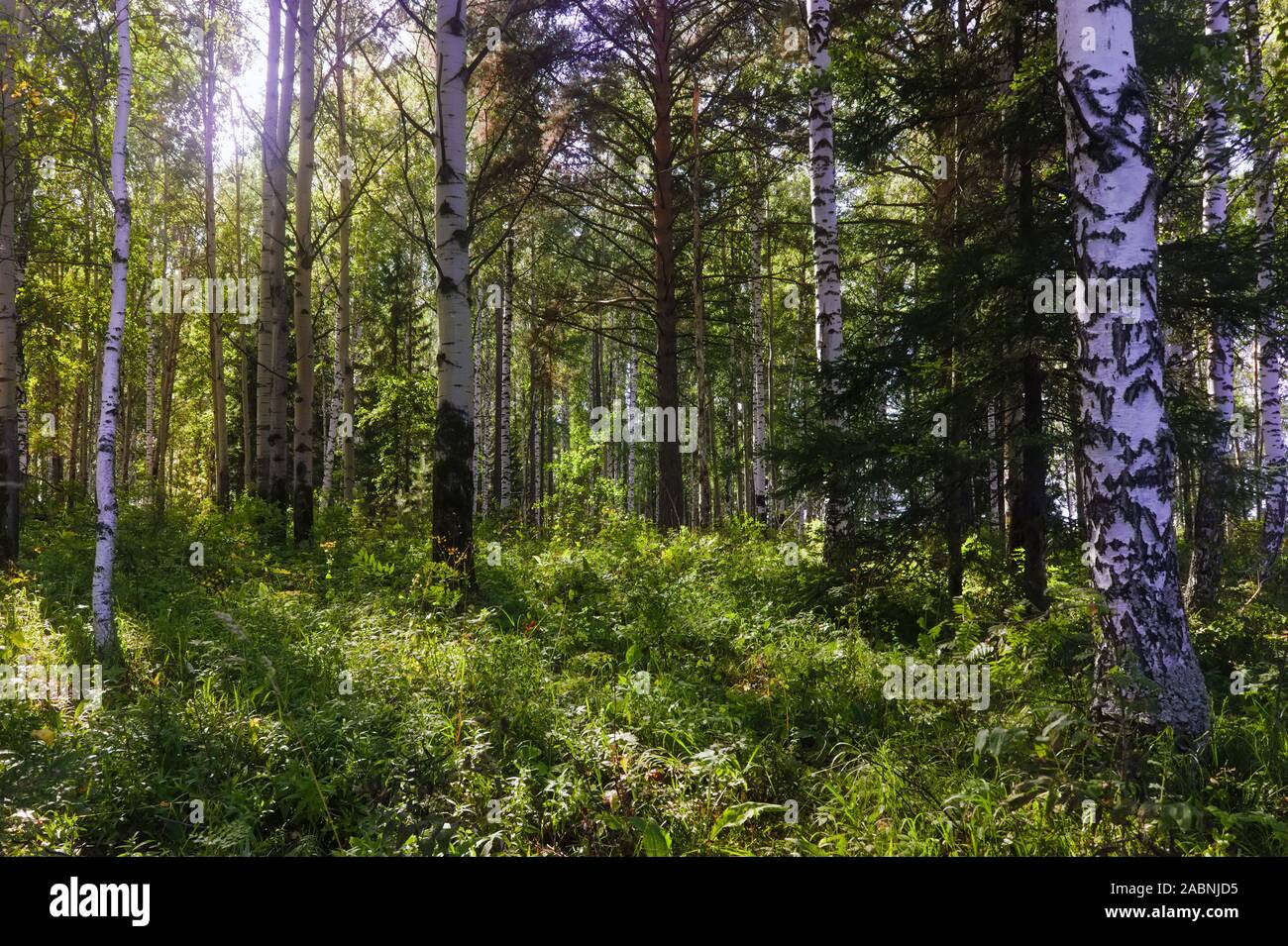 Summer landscape with green birch forest. White birches and green ...
