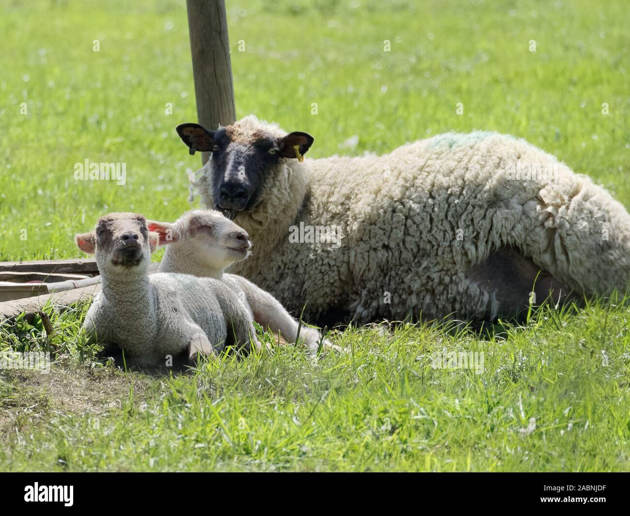 Two domestic sheep hi-res stock photography and images - Alamy