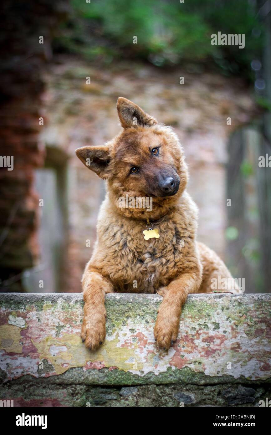 Westerwälder Kuhhund, Old German Sheepdog, pictured lying in ruins ...