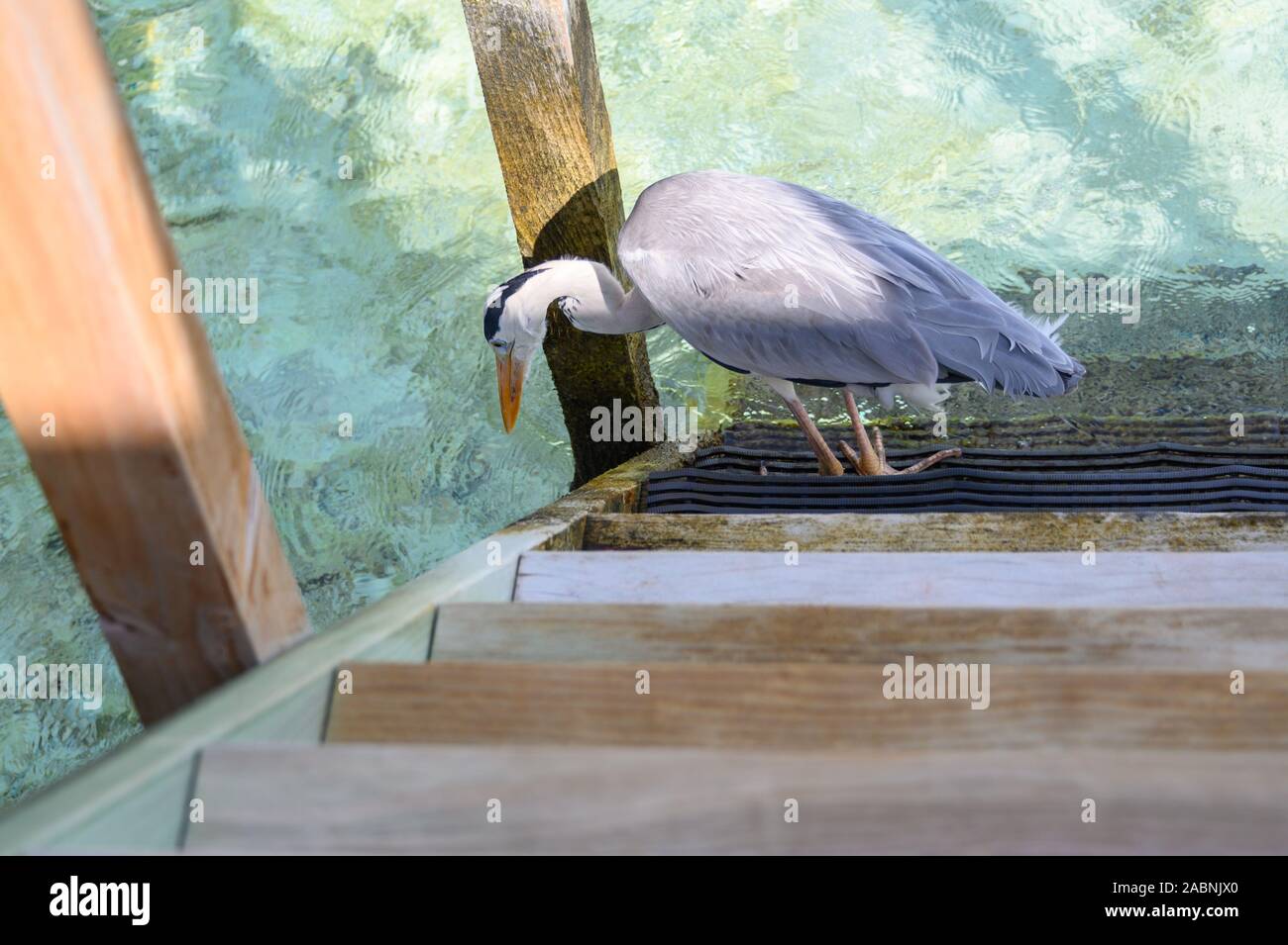 Grey Heron fishing, Maldives Stock Photo - Alamy