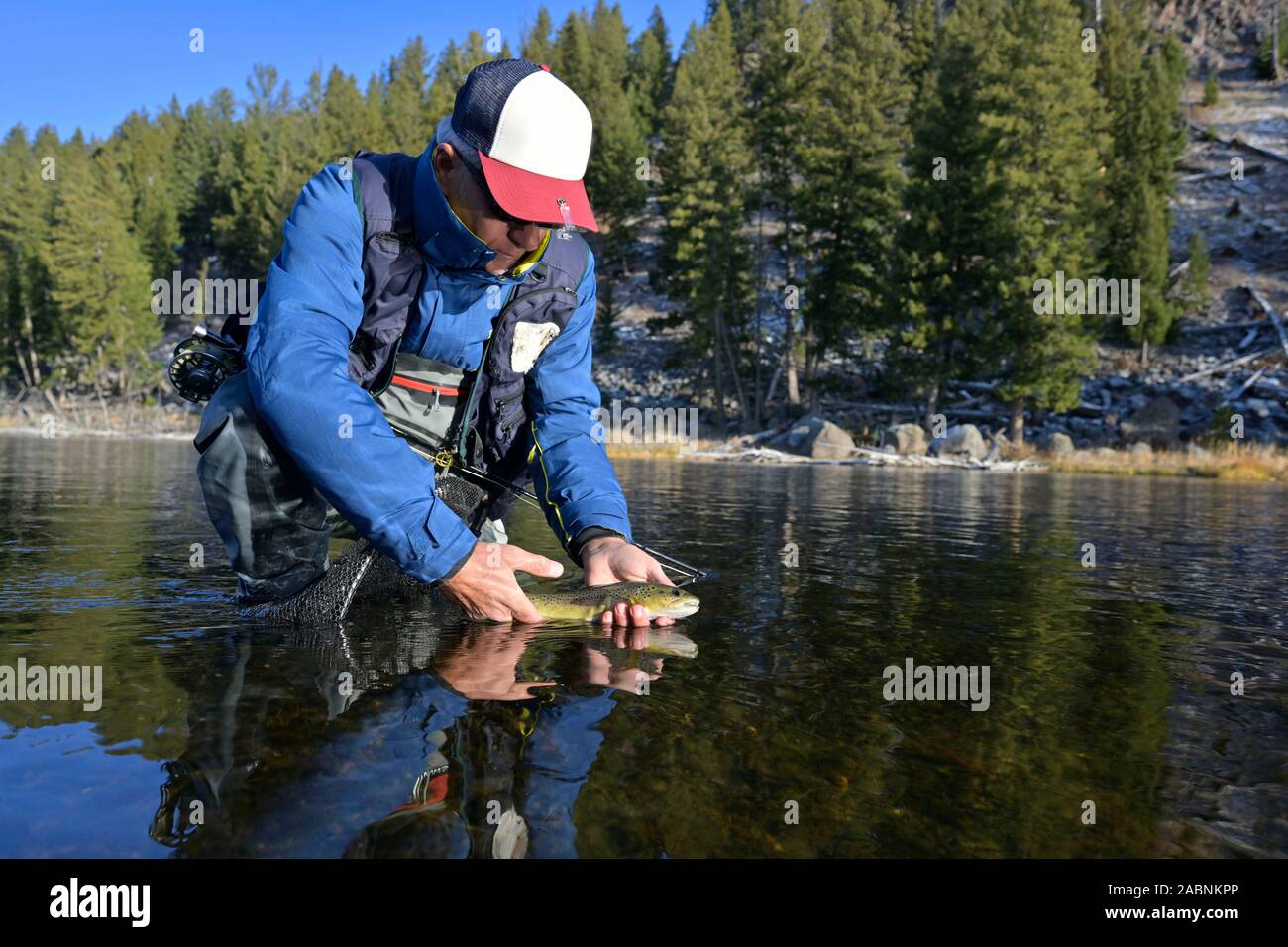 Taking a beautiful brown trout with a fly Stock Photo - Alamy
