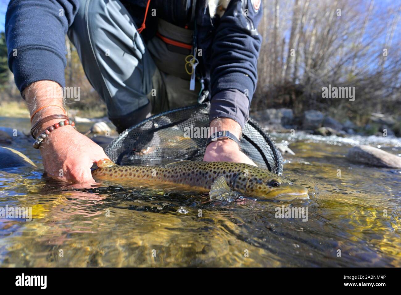 Taking a beautiful brown trout with a fly Stock Photo - Alamy