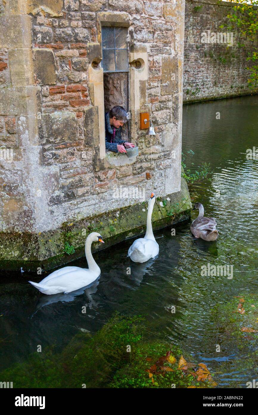 Swans on bishops palace moat hi-res stock photography and images - Alamy