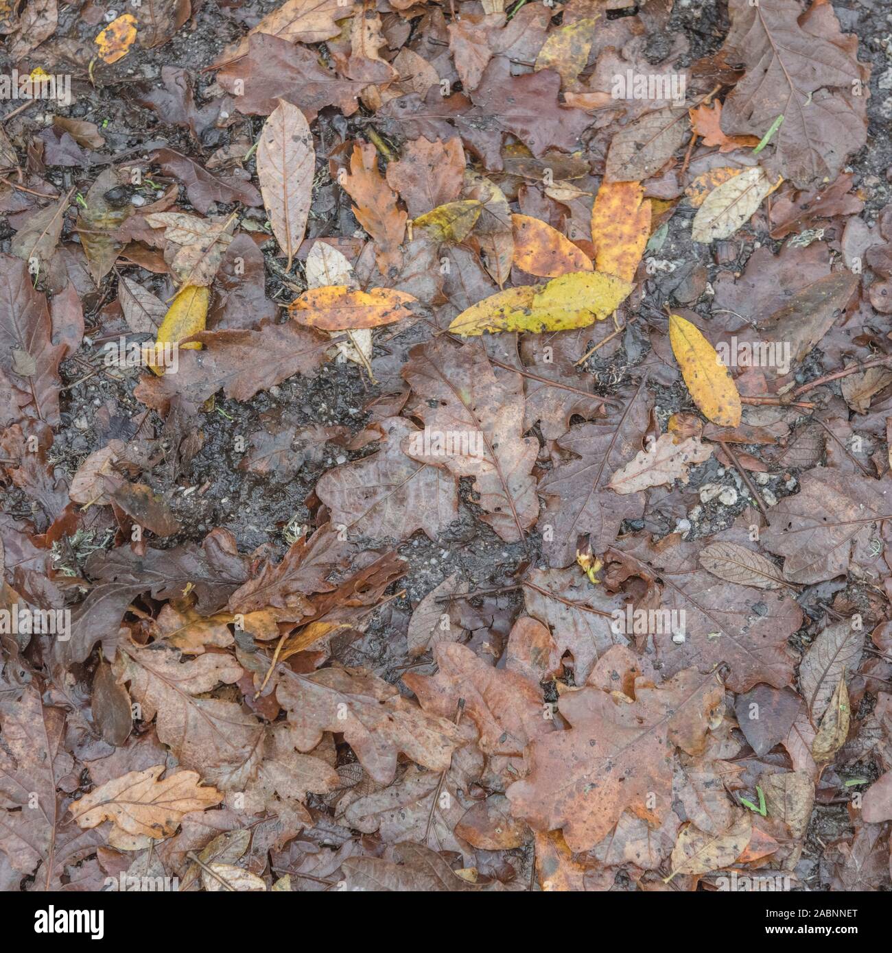 Waterlogged Leaves On Ground High Resolution Stock Photography and ...