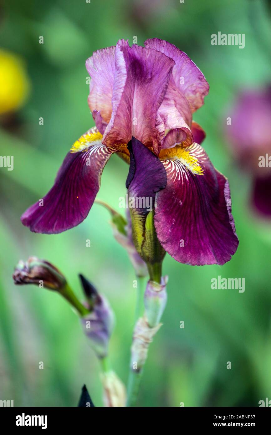 Tall purple flower hi-res stock photography and images - Alamy