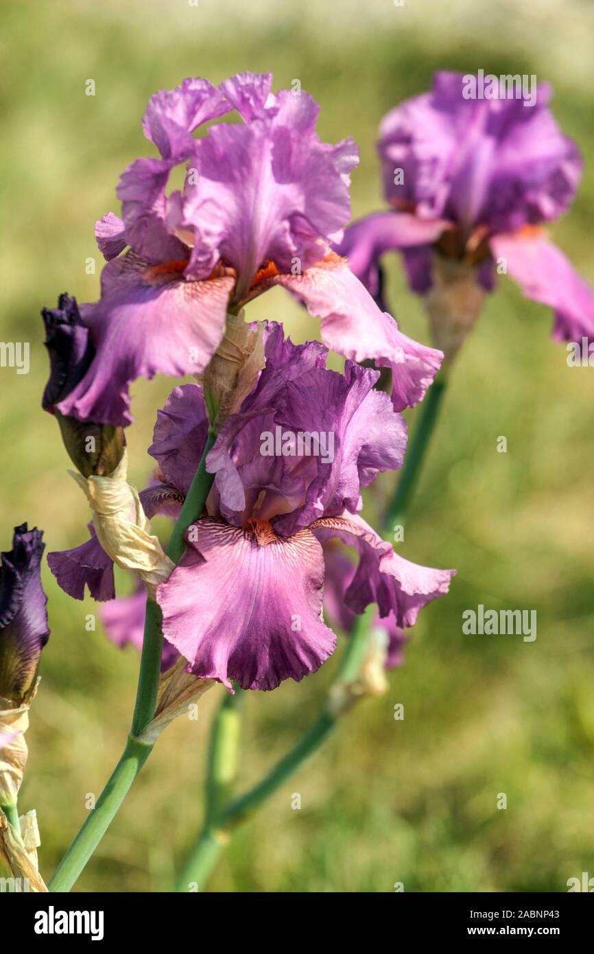 Pink iris "Raspberry Ripples Stock Photo - Alamy