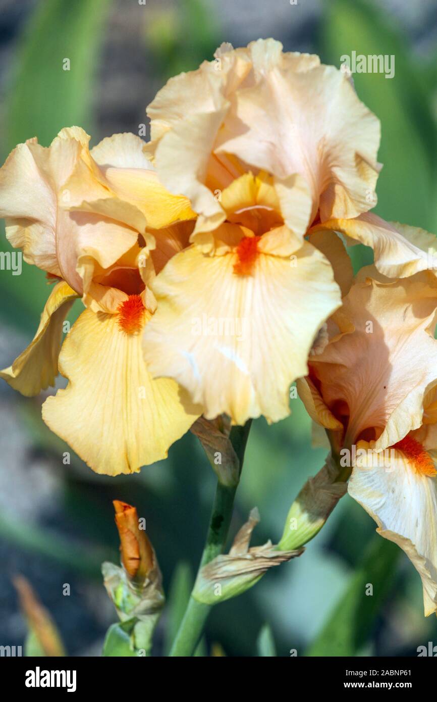 Spring chariot hi-res stock photography and images - Alamy