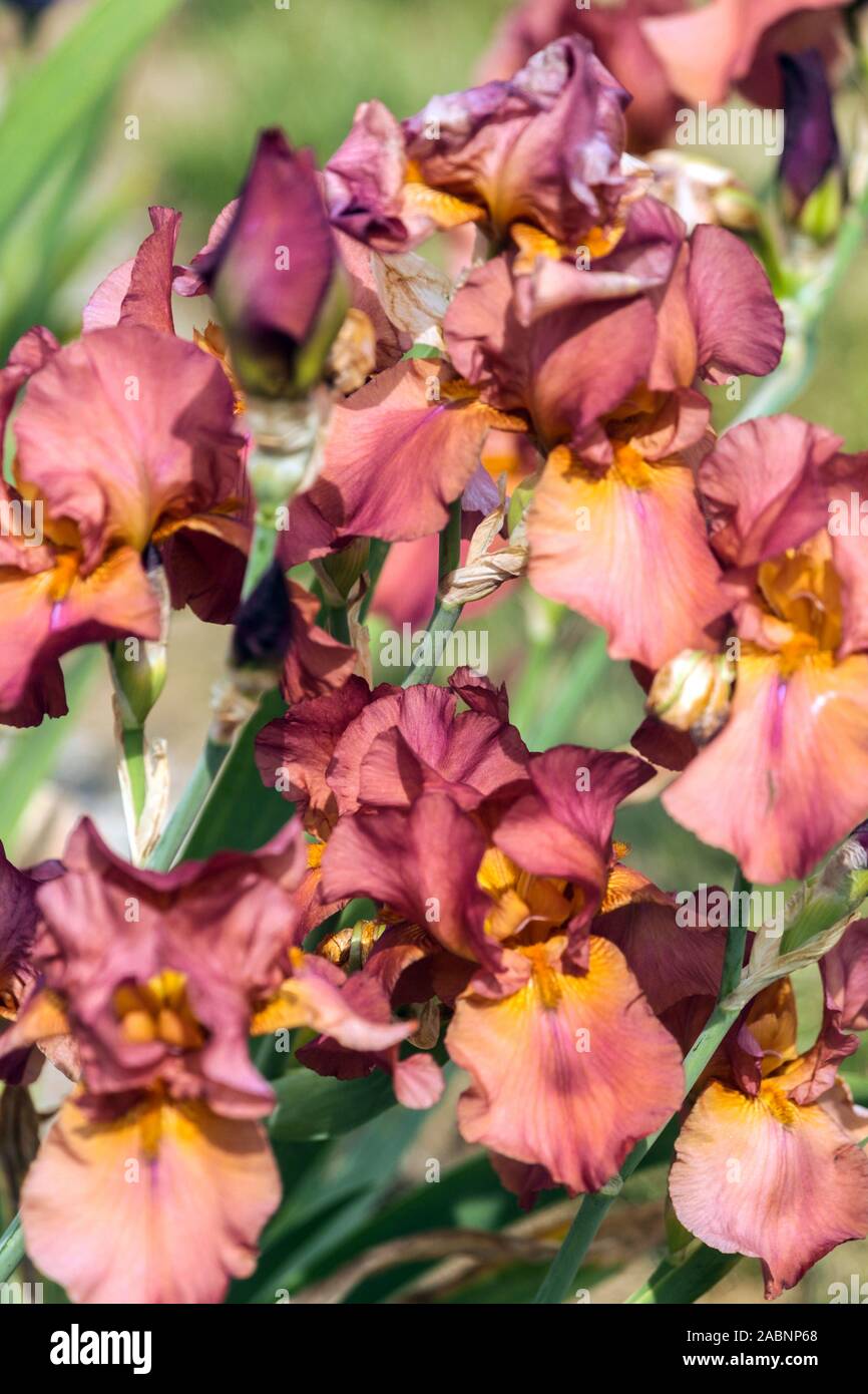Red Iris Flowers at Harry Quintana blog