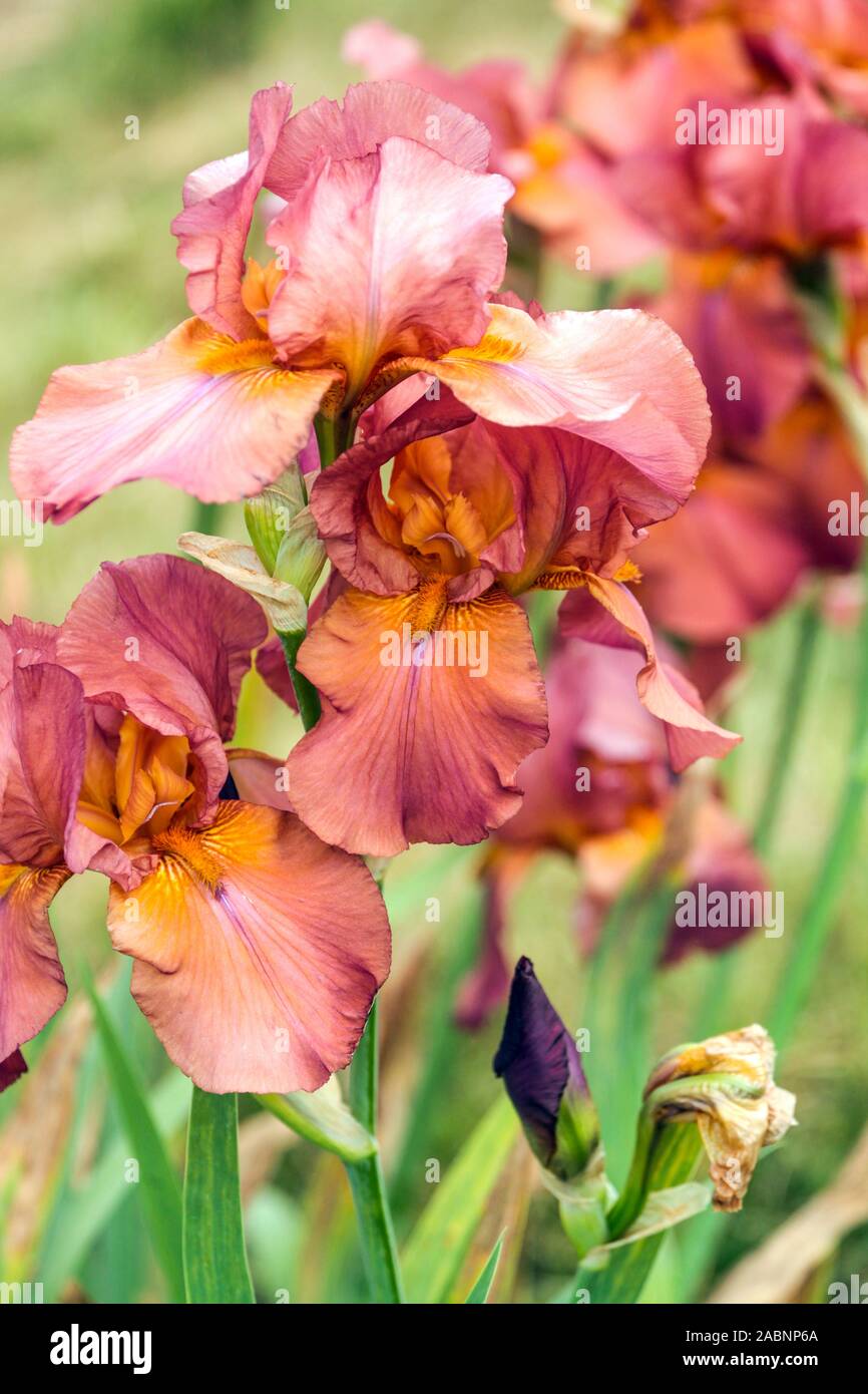 Tall red flowers hi-res stock photography and images - Alamy