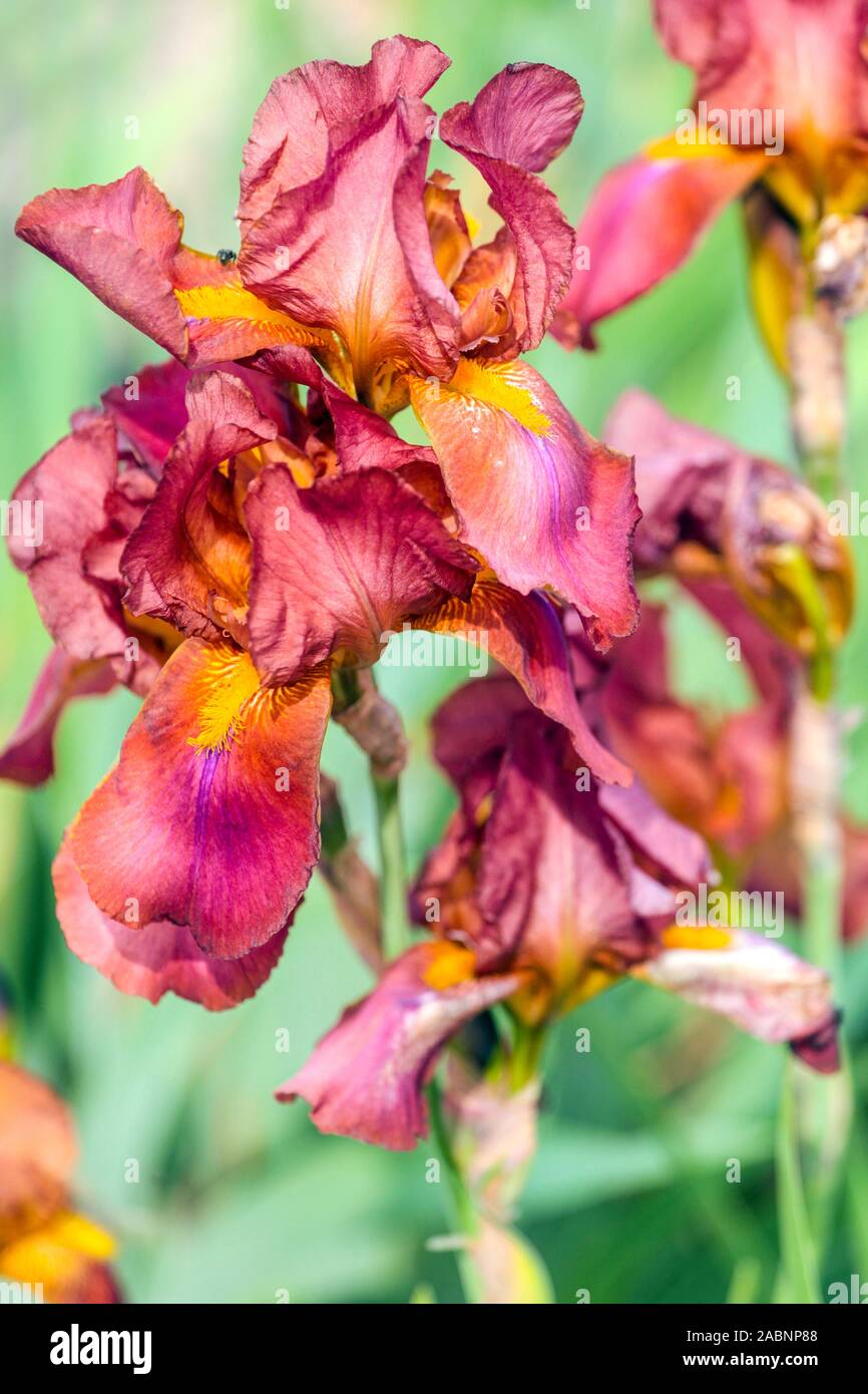Red iris "Firebrightt Stock Photo - Alamy