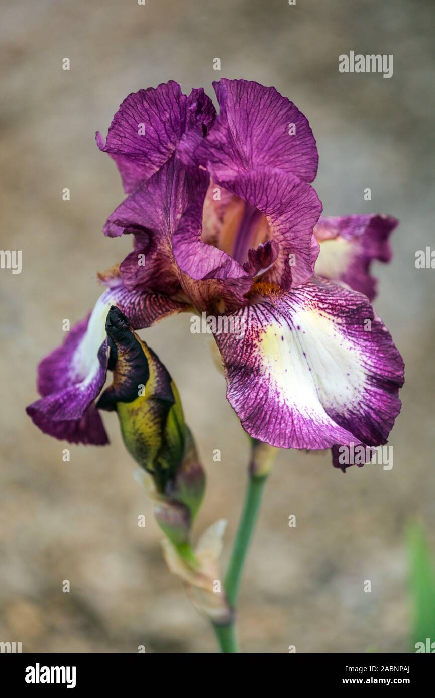 Purple iris "Raspberry Ribbon" Tall bearded iris flower Stock Photo - Alamy