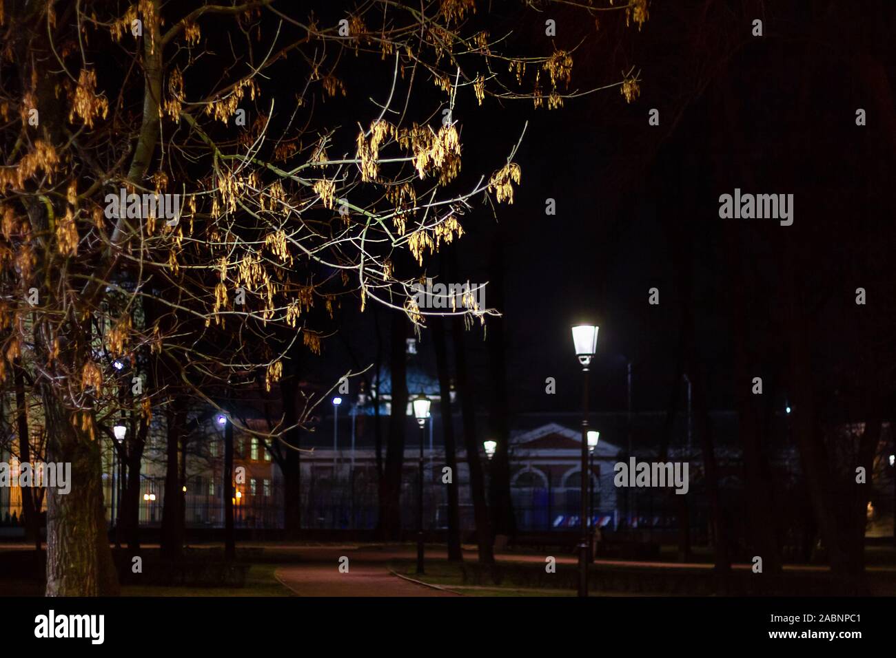 night park. tree branches with lighting. urban lamp tree. landscape ...