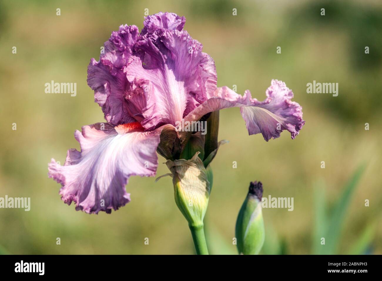 Bearded mary hi-res stock photography and images - Alamy