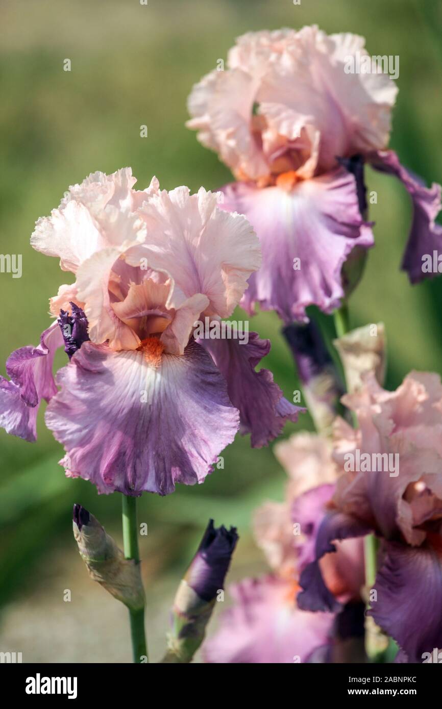 Sweet Iris High Resolution Stock Photography and Images - Alamy