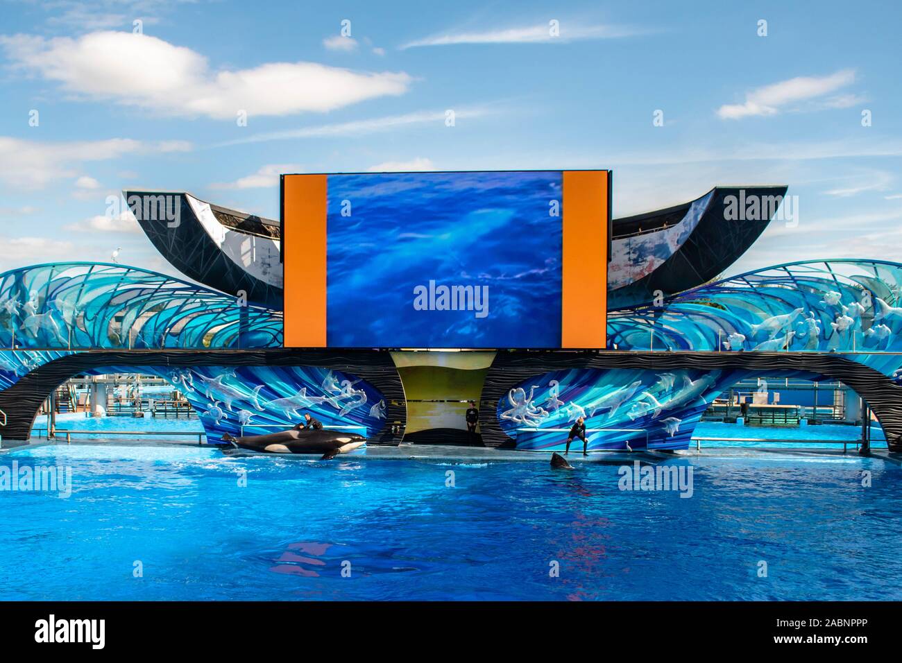 Orlando, Florida. November 22. 2019. Killer whale jumping in One Ocean ...