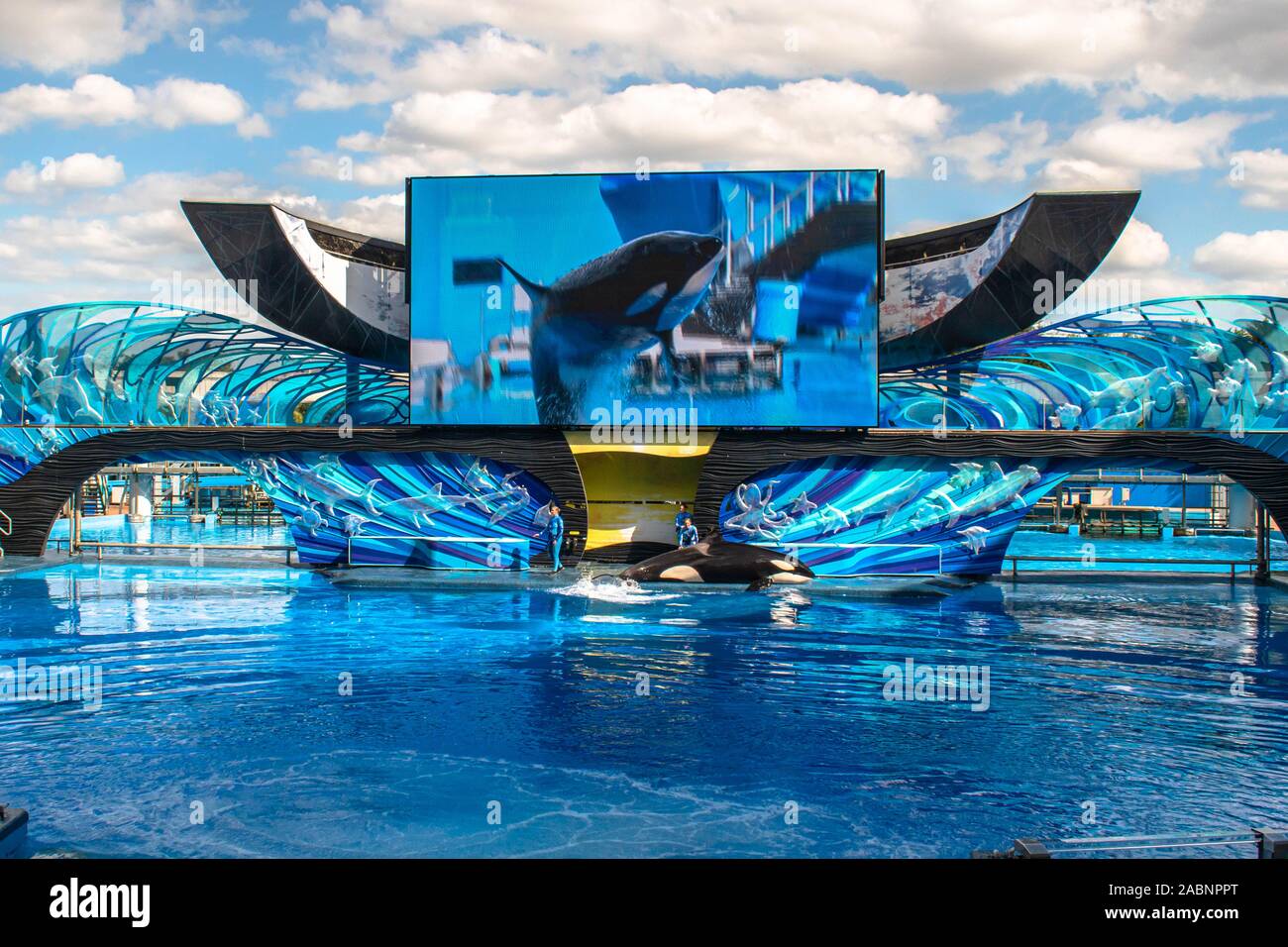 Orlando, Florida. November 22. 2019. Killer whales waving to the public ...