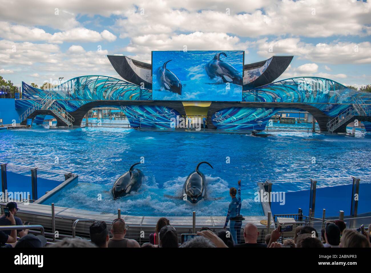 Orlando, Florida. November 22. 2019. Killer Whale posing in One Ocean ...