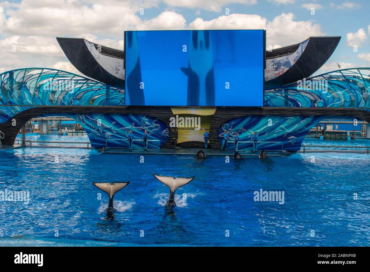 Orlando, Florida. November 22. 2019. Killer whales waving to the public ...