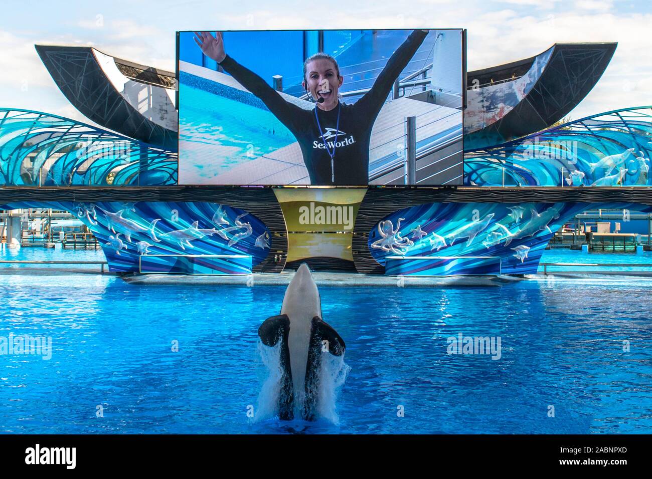 Orlando, Florida. November 22. 2019. Spectacular killer whale jumping ...