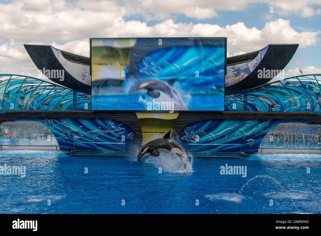 Orlando, Florida. November 22. 2019. Spectacular killer whale jumping ...
