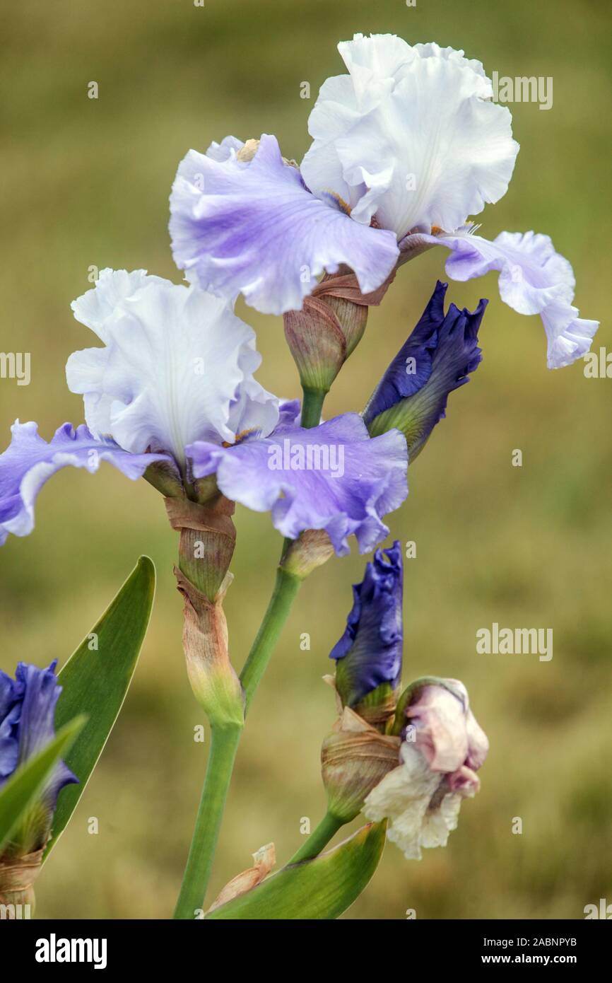 White blue iris "Blue Danube Waves Stock Photo - Alamy