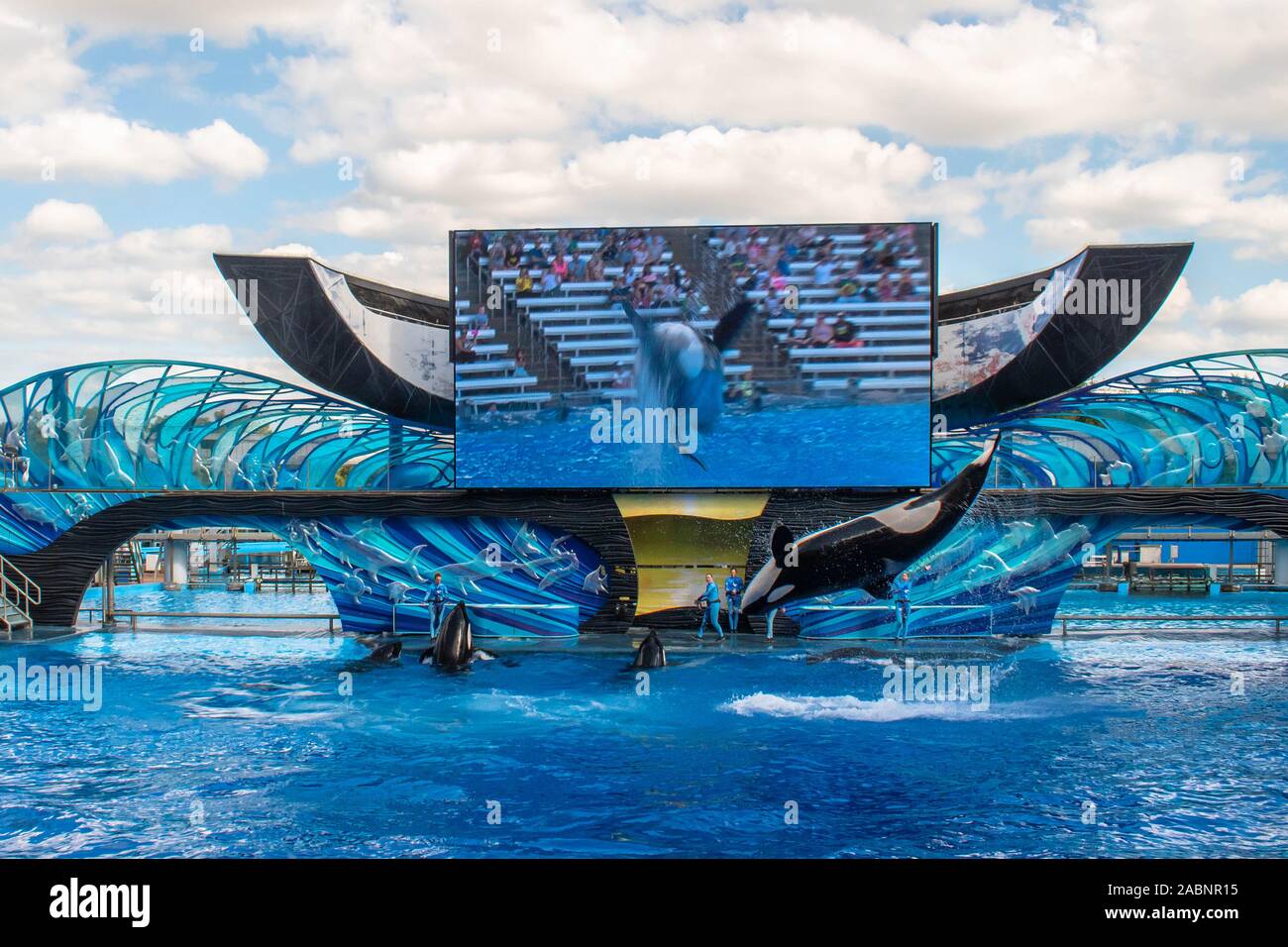 Orlando, Florida. November 22. 2019. Spectacular killer whale jumping ...