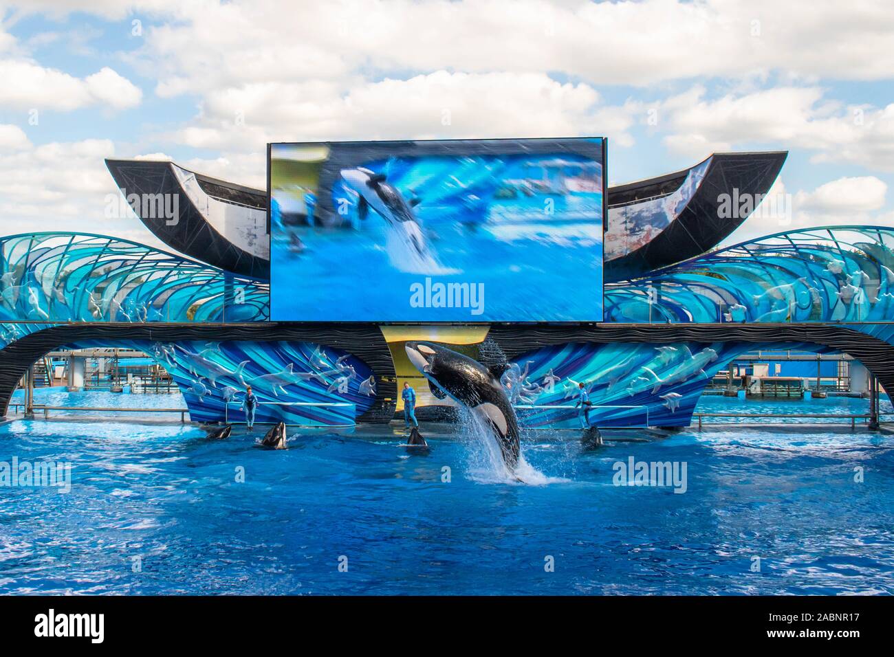 Orlando, Florida. November 22. 2019. Spectacular killer whale jumping ...
