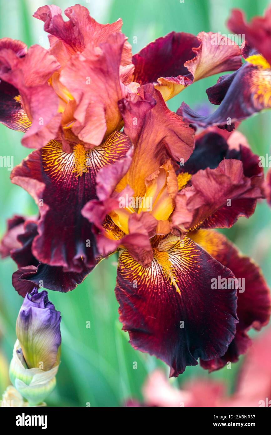 Red iris hi-res stock photography and images - Alamy