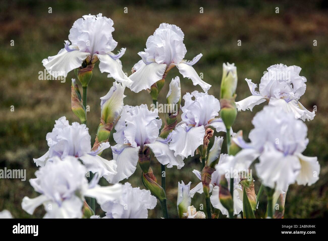 White Iris "White Extra Stock Photo - Alamy