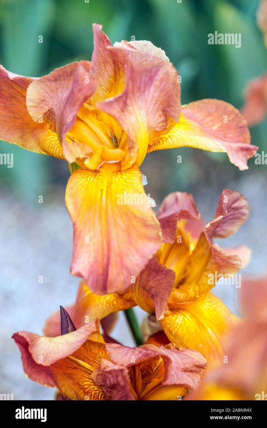 Prairie iris hi-res stock photography and images - Alamy