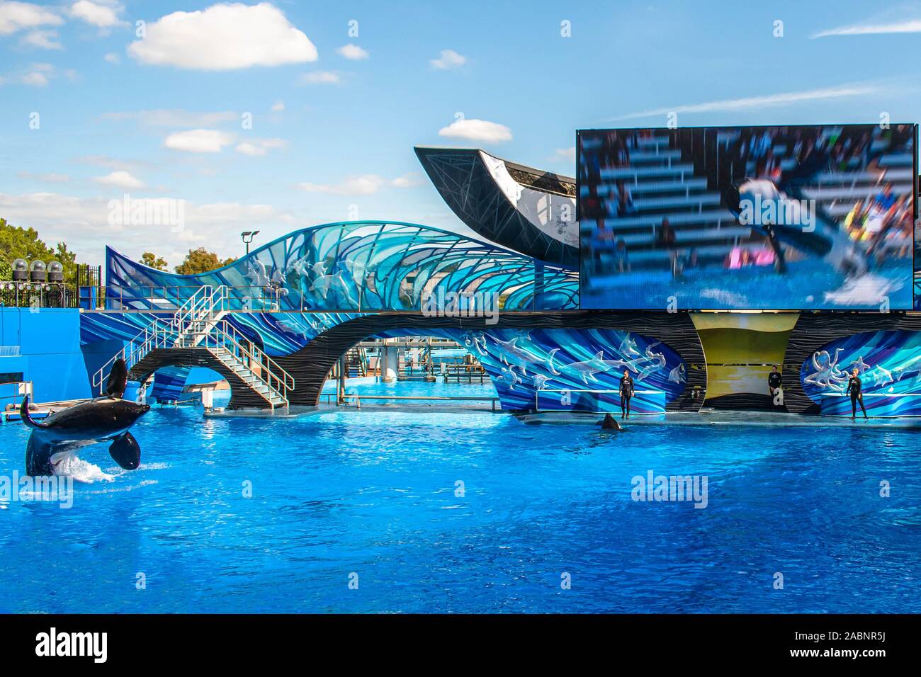 Orlando, Florida. November 22. 2019. Spectacular killer whale jumping ...