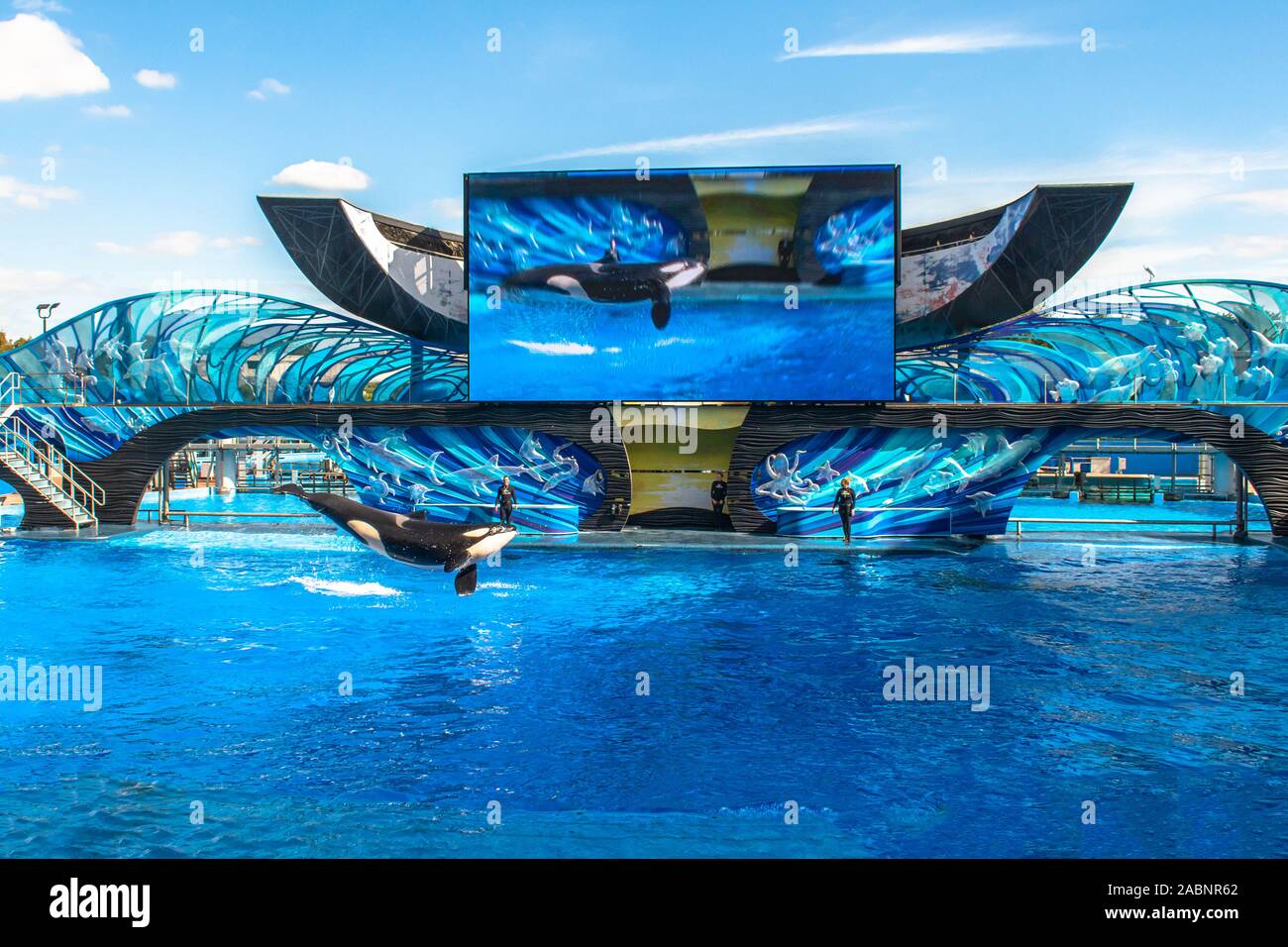 Orlando, Florida. November 22. 2019. Spectacular killer whale jumping ...