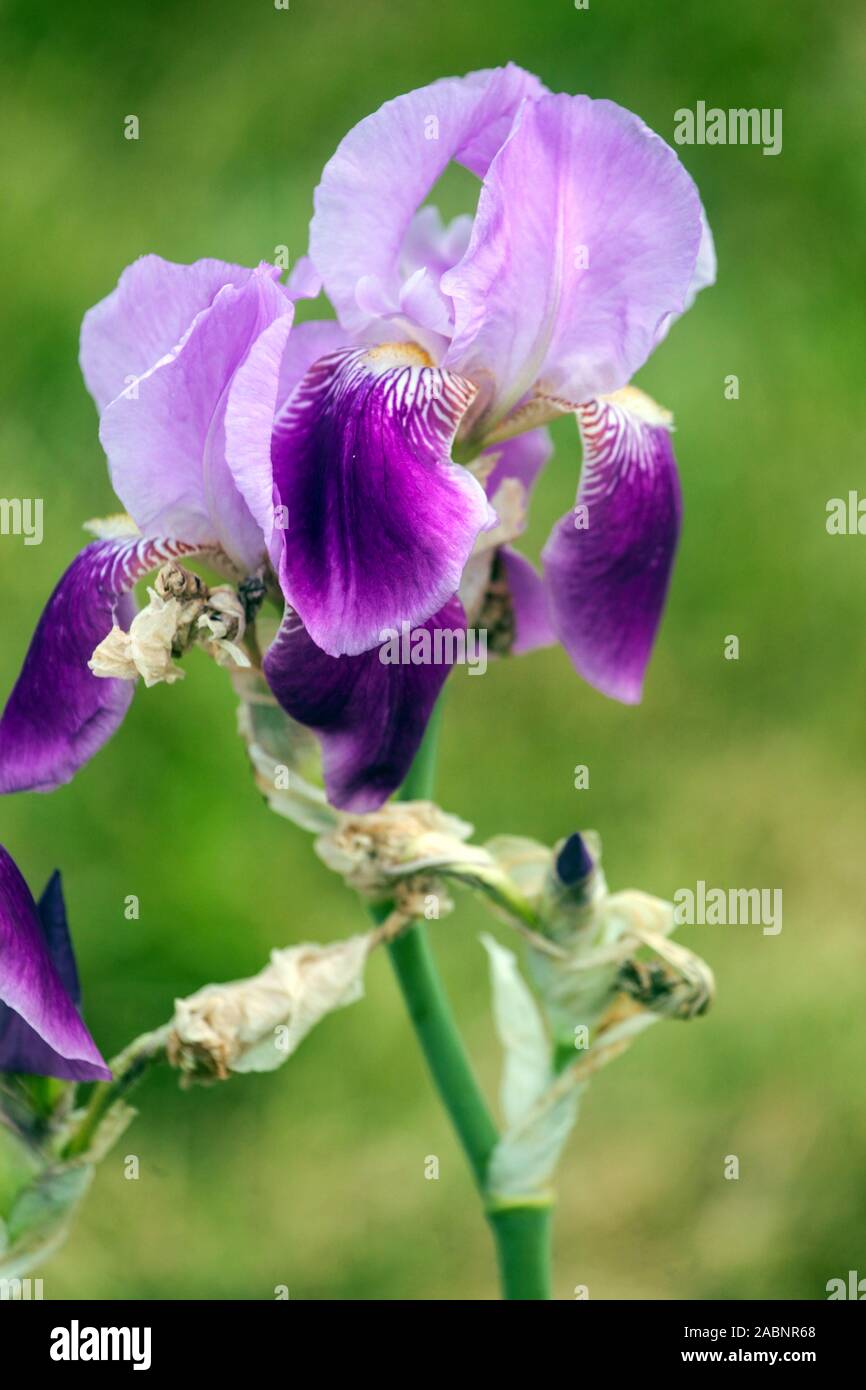 Purple iris flower hi-res stock photography and images - Alamy