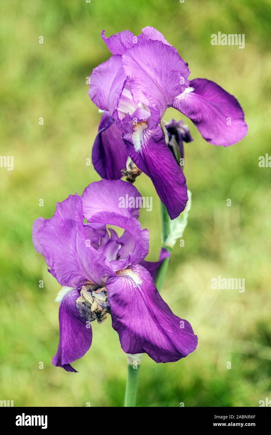 Bearded purple iris hi-res stock photography and images - Alamy