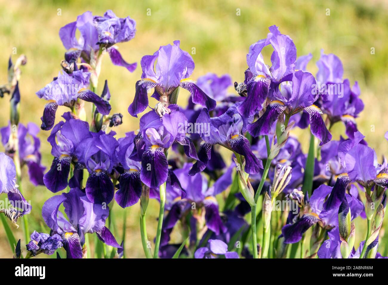 Blue Tall bearded irises clump of blue flowers Stock Photo - Alamy