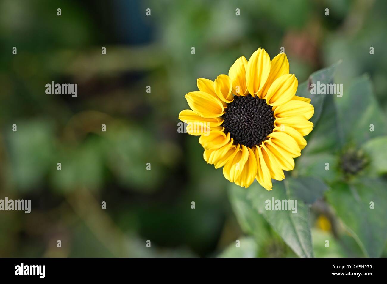 Moonwalker sunflower hi-res stock photography and images - Alamy Moonwalker sunflower hi-res stock photography and images - Alamy
