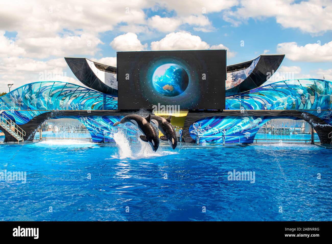 Orlando, Florida. November 22. 2019. Spectacular killer whales jumping ...